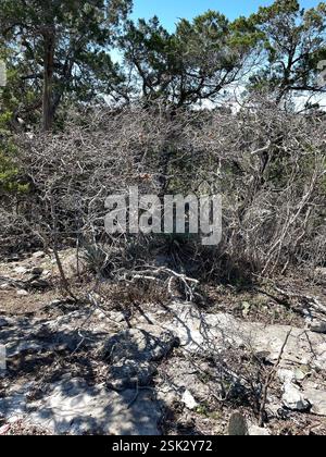 Bastard oak (Quercus sinuata sinuata), Plantae, Temple, TX, US Stock ...