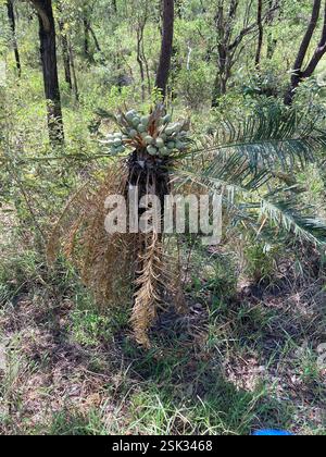 (Cycas megacarpa), Plantae, Queensland, AU Stock Photo - Alamy