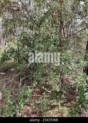 coca trees (Erythroxylum), Plantae, Stanwell Power Station Nature ...