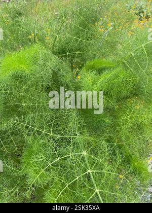 fennel (Foeniculum vulgare), Plantae, Santa Clara, California, United ...