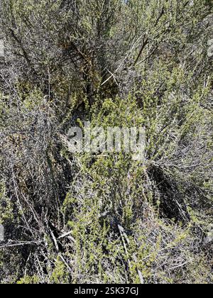 chamise (Adenostoma fasciculatum), Plantae, San Benito County, CA, USA ...