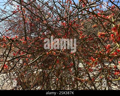 karira (Capparis decidua), Plantae, Israel Stock Photo - Alamy