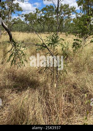 Willow Acacia (Acacia salicina), Plantae, Ogmore, QLD, AU Stock Photo ...