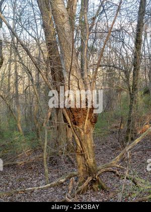 bacterial crown gall (Agrobacterium radiobacter Stock Photo - Alamy