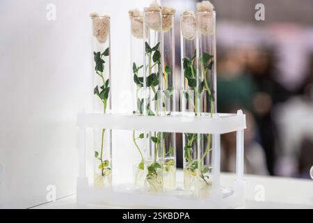 in vitro collection of transgenic potato plant and original varieties ...