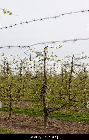 fenced with barbed wire apple orchard in cloudy weather, growing apples ...