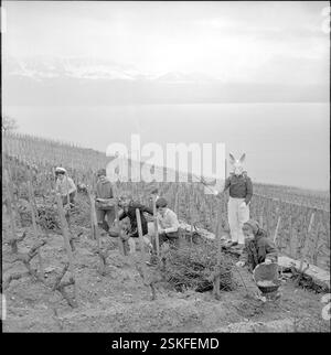 Osterhase in den Reben # Easter bunny in the grapevine #--- Der ...