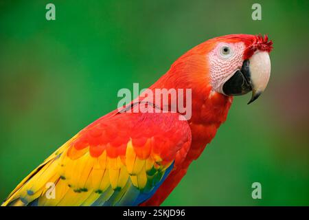 Hybrid Scarlet x Great Green Macaw (Ara macao x militaris), Portrait ...