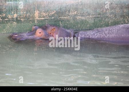 Photograph of a hippopotamus resting in the sun in its zoo enclosure ...