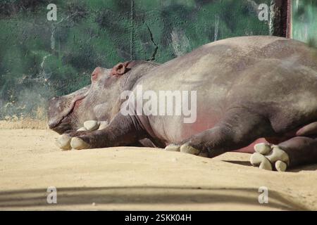 Photograph of a hippopotamus resting in the sun in its zoo enclosure ...
