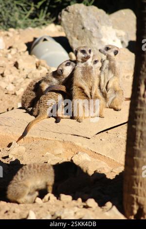 Photo of meerkats sunbathing in their enclosure at the zoo. Wild ...