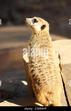 Photo of meerkats sunbathing in their enclosure at the zoo. Wild ...