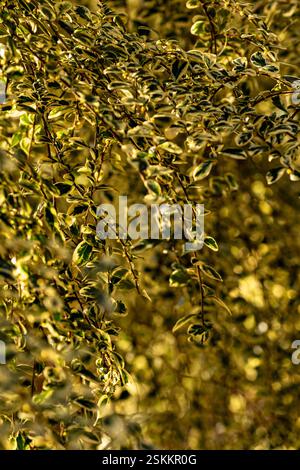 Delightful small tree Azara microphylla variegated (variegated box-leaf ...