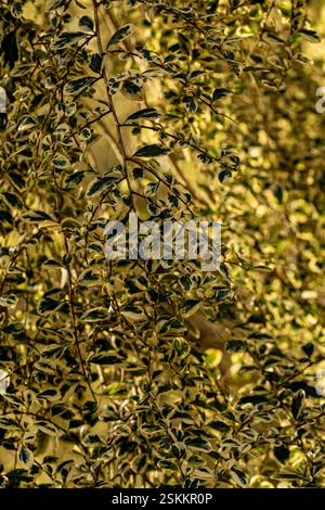 Delightful small tree Azara microphylla variegated (variegated box-leaf ...