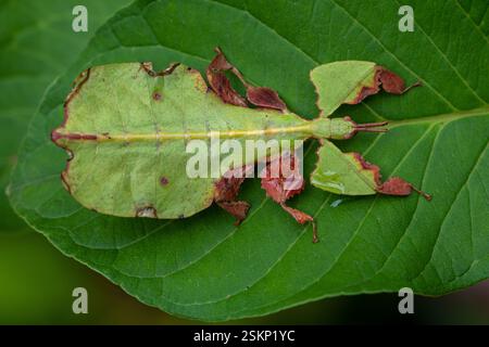 Overhead view of a green Giant Malaysian Leaf insect (Pulchriphyllium ...