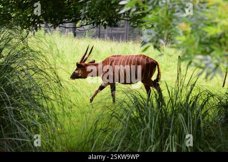 A female Eastern Bongo at Paignton zoo Stock Photo - Alamy