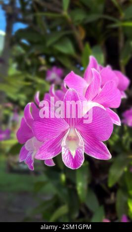 A vertical close-up of purple Dendrobium bigibbum flowers in a garden Stock Photo - Alamy
