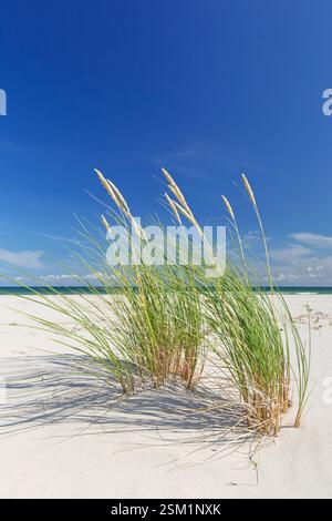 Marram grass / European beachgrass (Calamagrostis arenaria / Ammophila ...