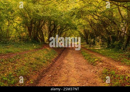 Halnaker Tree Tunnel - a natural tunnel of trees near Chichester ...