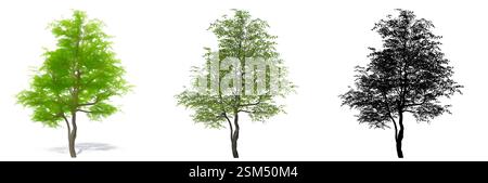 Set or collection of Flowering Dogwood trees, painted, natural and as a ...