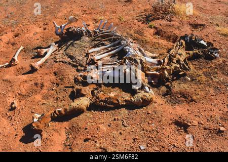 Skeleton Of Horse - In Skin Stock Photo - Alamy