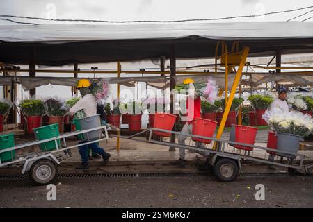 Antioquia, Colombia. 12th Feb, 2025. Flower cultivation at the ...