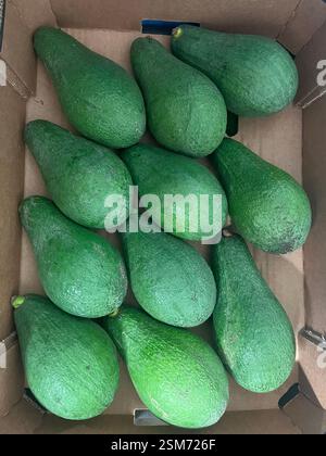 avocado, avocados, fruits, warehouse, storage, cardboard crates ...