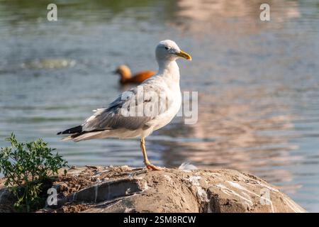 Seagull sits on stone cliff at the sea shore. The European herring gull ...