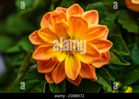 Lush colorful dahlia flower close up Stock Photo - Alamy