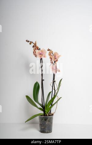 Natural peach colored butterfly orchid flower isolated on white ...