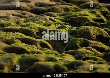 Corals at Pingleshwar beach , Kutch , Gujarat , India Stock Photo - Alamy
