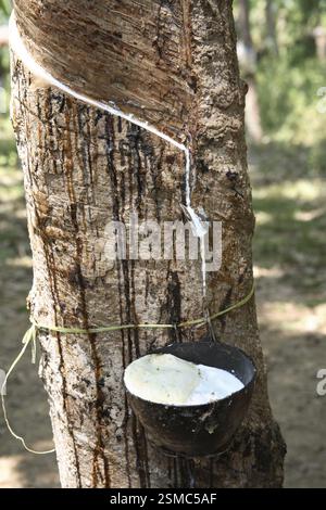 Rubber tree Latin name Hevea Brasiliensis harvest, Kerala, India, Asia ...