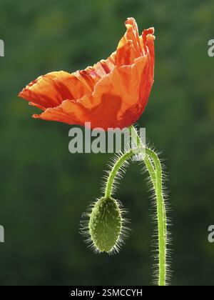 Blooming Flanders poppy flower and buds, Pleasant Hill Farm, Fennville ...