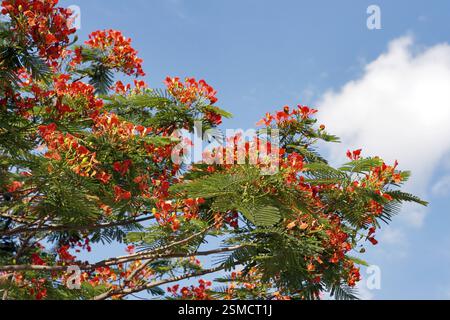 Red Gul Mohur flowers in summer Stock Photo - Alamy