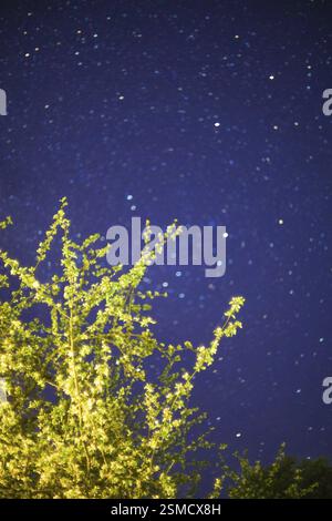 Tree with its branches and twigs reaching for the sky. Providing ...