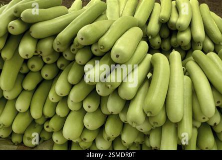 Vegetable, bottle guard, India, Asia Stock Photo - Alamy