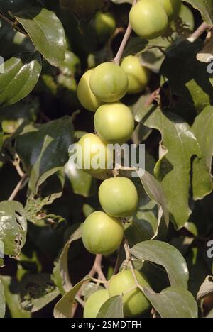 Ber fruit, Mandvi, Kutch, Gujarat, India, Asia Stock Photo - Alamy