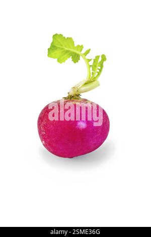 Whole and cut radishes isolated on white Stock Photo - Alamy