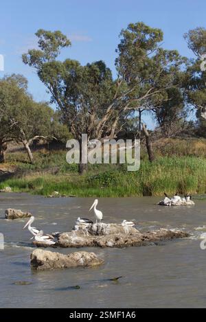 Australian Pelican's fishing amongst the Aboriginal Fish Traps on the ...