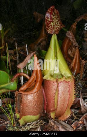 Pitchers of Nepenthes veitchii, carnivorous pitcher plant, with broad ...