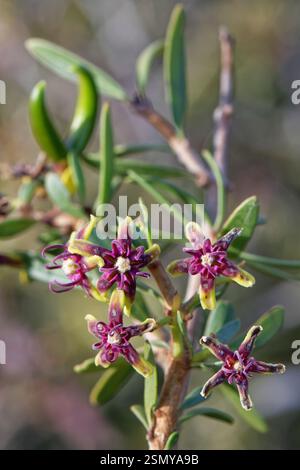 Silk vine (Periploca laevigata angustifolia) bush with open flower and ...