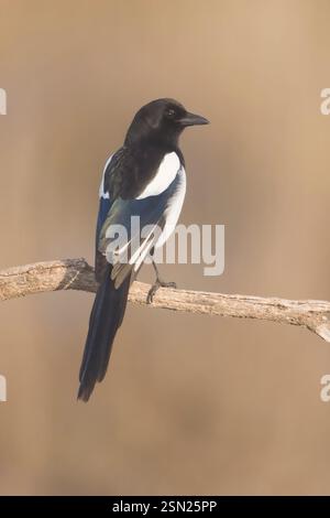 Magpie Pica pica Spain winter Stock Photo - Alamy