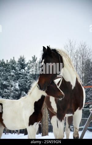little pinto foal with mare winter Stock Photo - Alamy