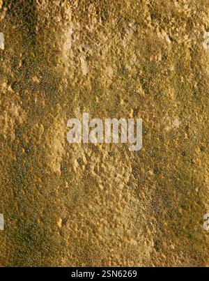 Lichen growing on stone. Mold stains on the wall. Old stone covered ...