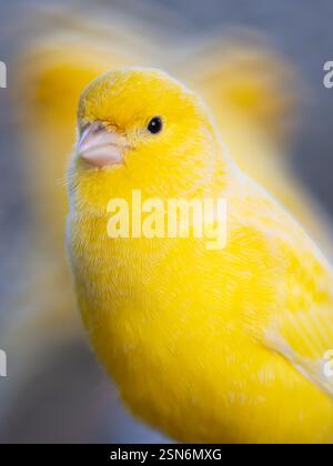 Canary in a cage in the pit village at Beamish Open Air Museum, County ...