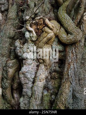 Beech tree burl in forest, Hautes-Alpes, France Stock Photo - Alamy