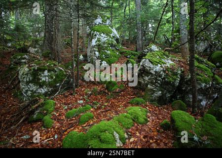 Perucica - one of the last primeval forests in Europe in Sutjeska ...