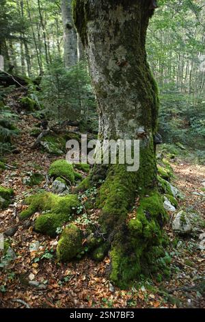 Perucica - one of the last primeval forests in Europe in Sutjeska ...