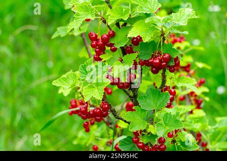 Clusters of red currants hang from green leaves in a sunny garden. The ...