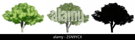 Set or collection of Kermes Oak trees, painted, natural and as a black ...